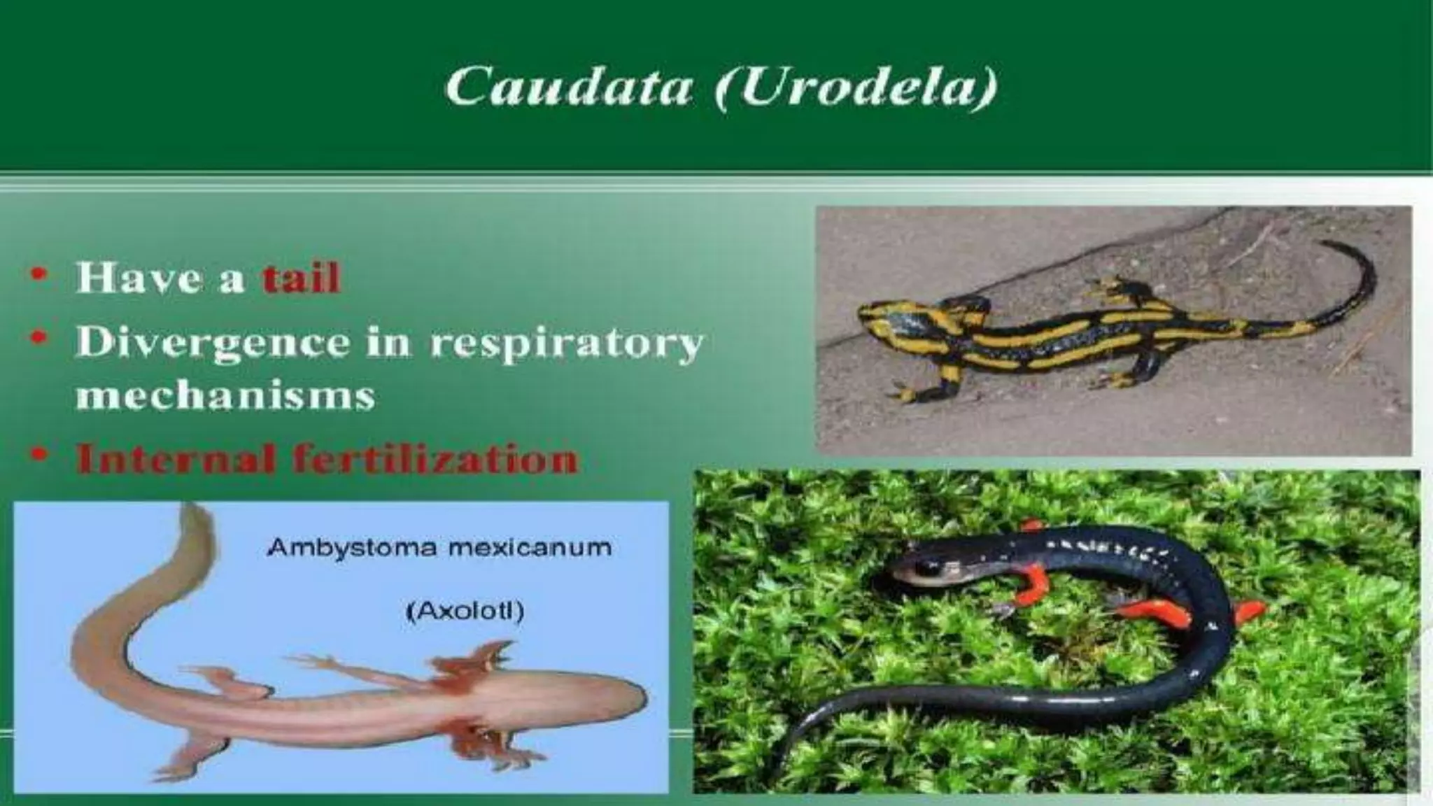 reproduction in amphibians...pptx