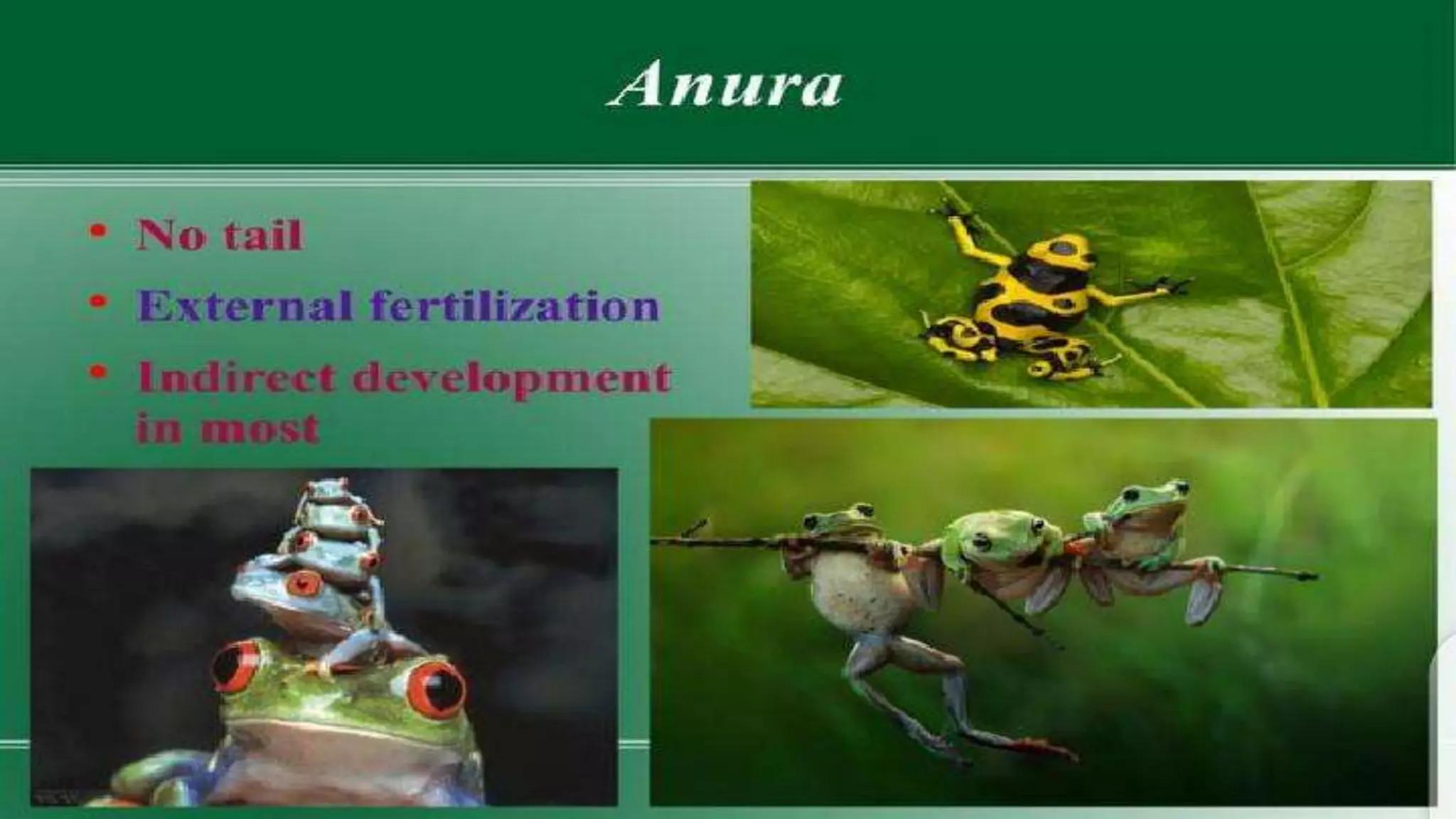 reproduction in amphibians...pptx