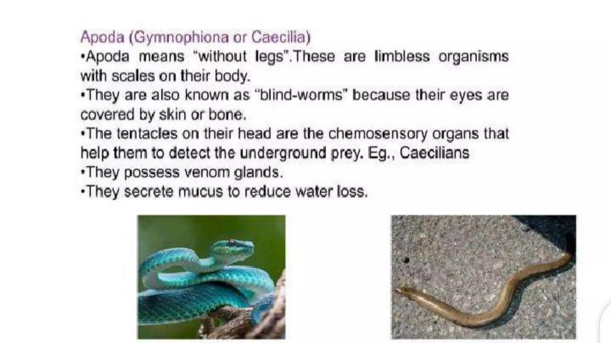 reproduction in amphibians...pptx