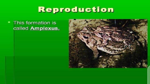 reproduction in amphibians...pptx | Reptiles | Pets