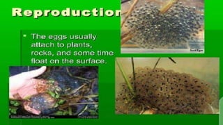 reproduction in amphibians...pptx