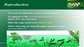 reproduction in amphibians...pptx