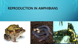 reproduction in amphibians...pptx