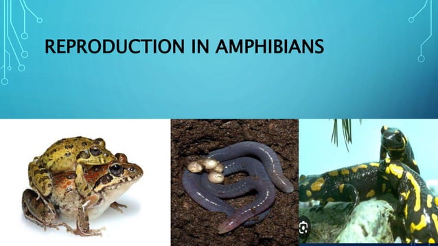 reproduction in amphibians...pptx | Reptiles | Pets