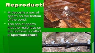 reproduction in amphibians...pptx