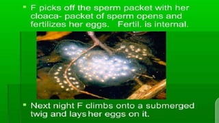 reproduction in amphibians...pptx