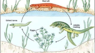 reproduction in amphibians...pptx