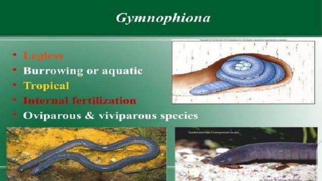 reproduction in amphibians...pptx