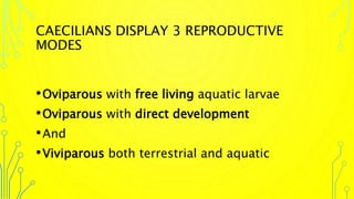 reproduction in amphibians...pptx