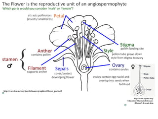 Reproduction In Angiospermophytes 1225101460936857 9[1] | PPT