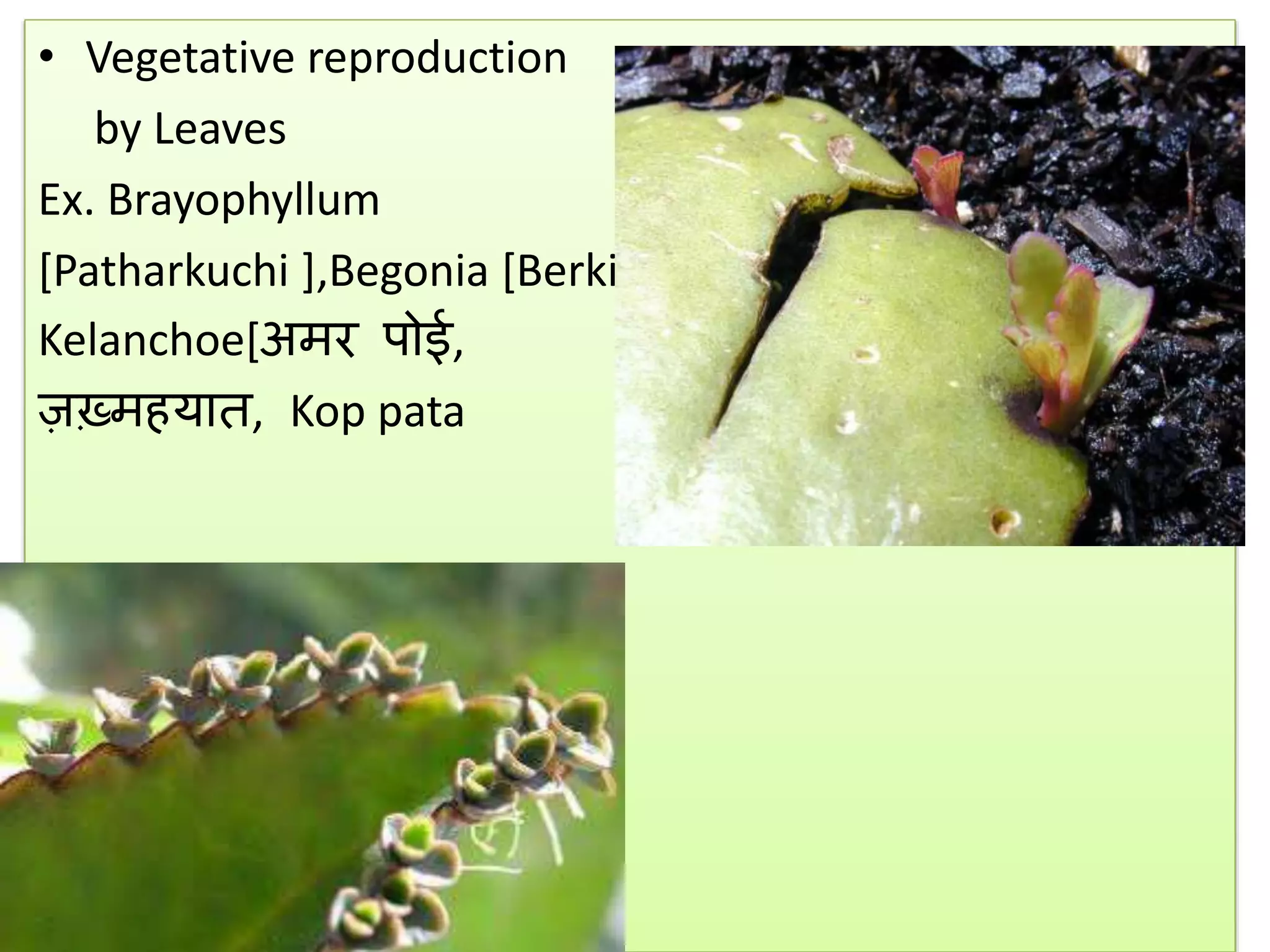 Reproduction in angiosperms By Kalpana Wagh [MSc,BEd] | PPTX