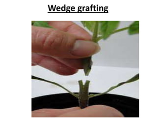 Reproduction in angiosperms By Kalpana Wagh [MSc,BEd] | PPTX