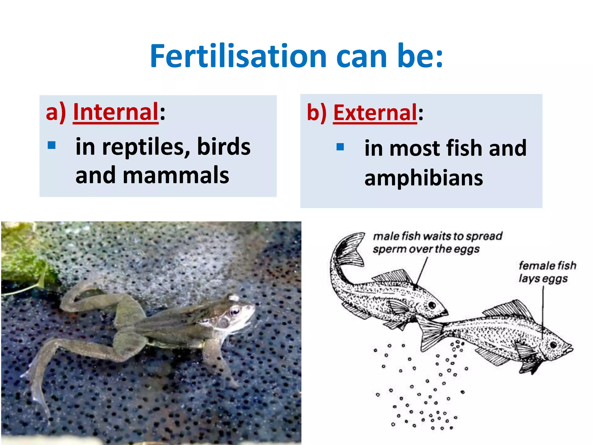 Reproduction in animals | PPTX | Infertility | Reproductive Health
