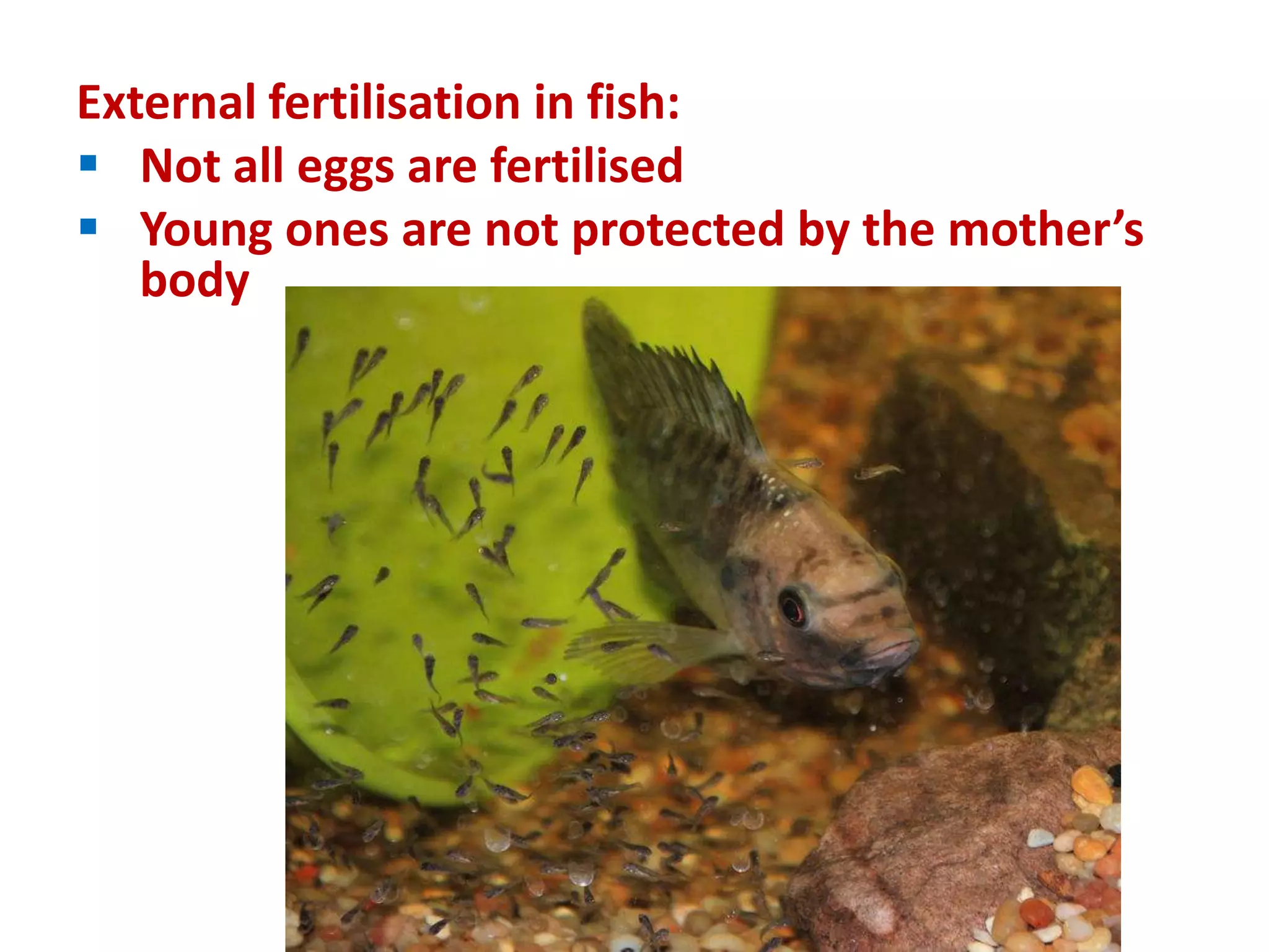 Reproduction in animals | PPTX