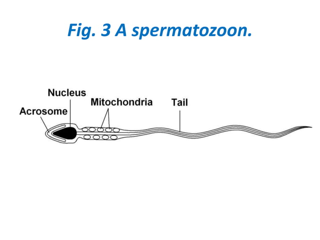 Reproduction in animals | PPTX | Infertility | Reproductive Health
