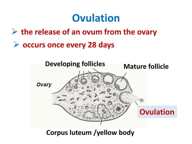 Reproduction in animals | PPTX | Infertility | Reproductive Health