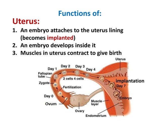 Reproduction in animals | PPTX | Infertility | Reproductive Health