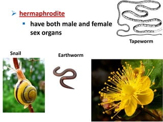 Reproduction in animals | PPTX