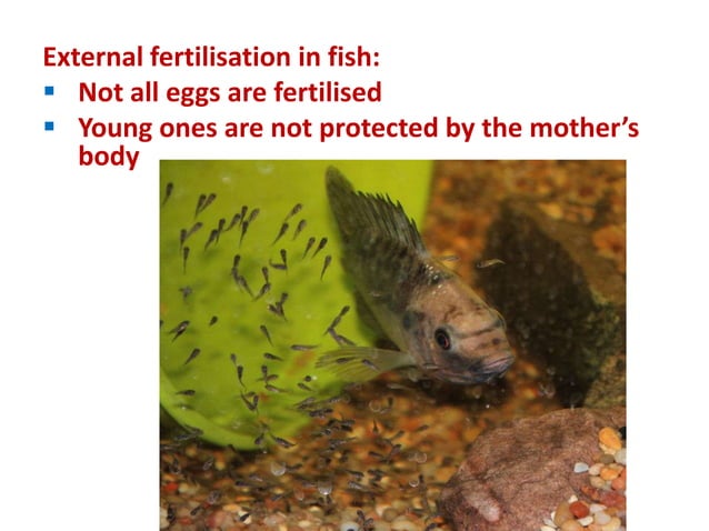 Reproduction in animals | PPTX | Infertility | Reproductive Health