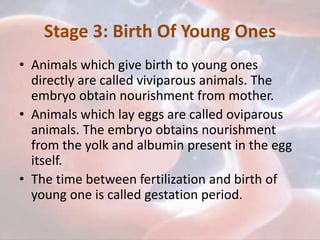 Reproduction in animals | PPTX