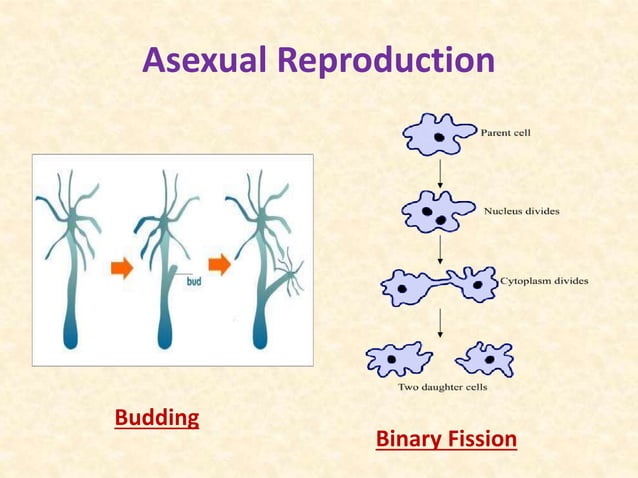 Reproduction in animals | PPTX | Infertility | Reproductive Health