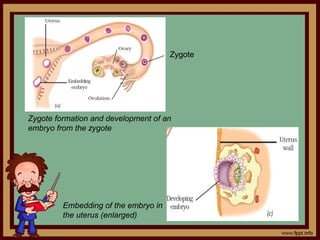 Reproduction in animals | PPT