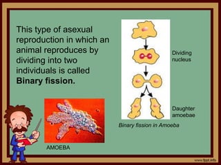 Reproduction in animals | PPT