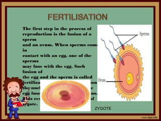 Reproduction in animals | PPT