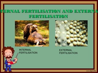 Reproduction in animals | PPT