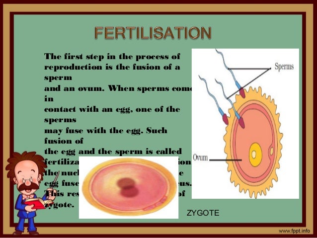 Reproduction in animals