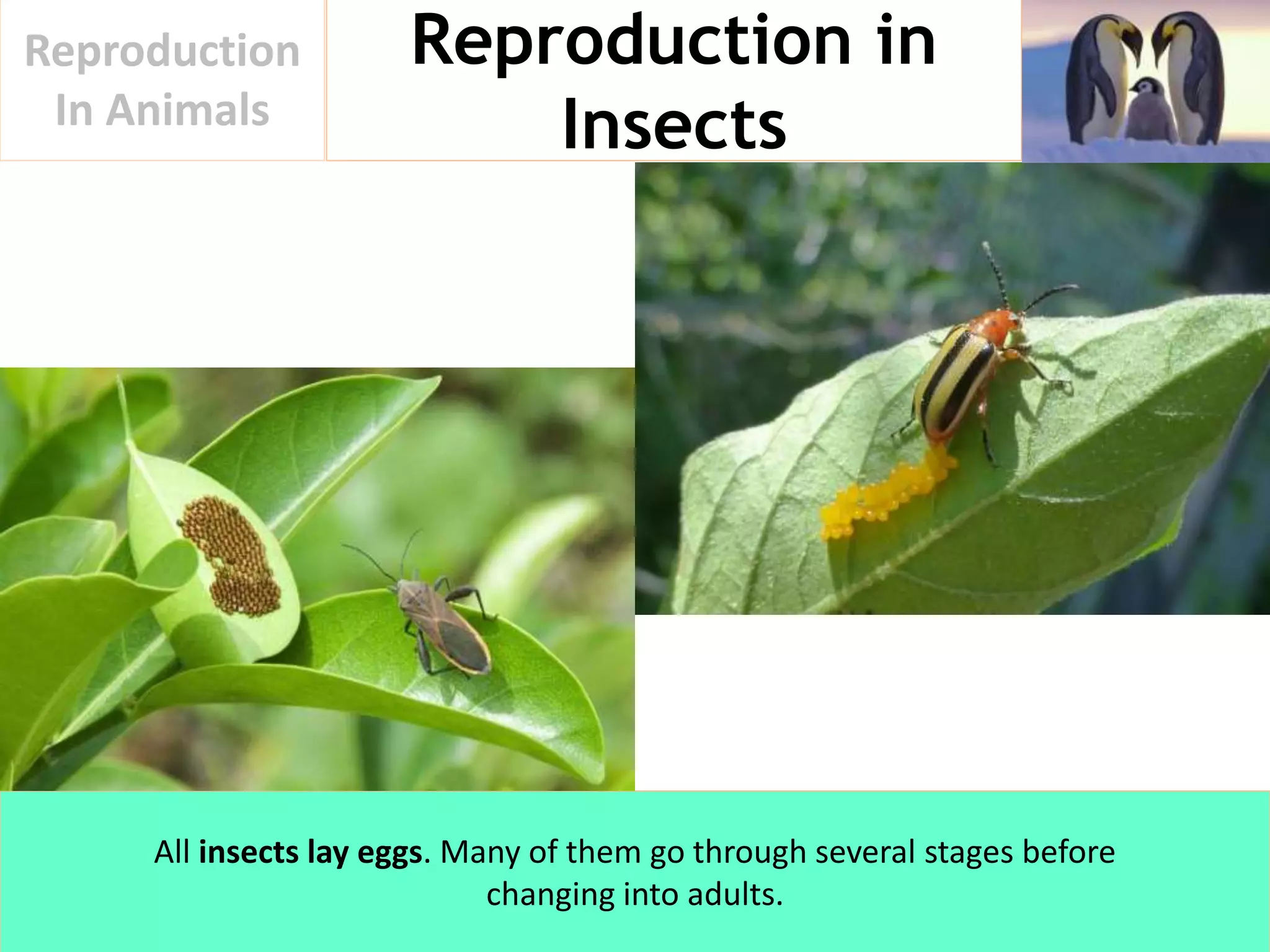 Reproduction In Animals | PPTX