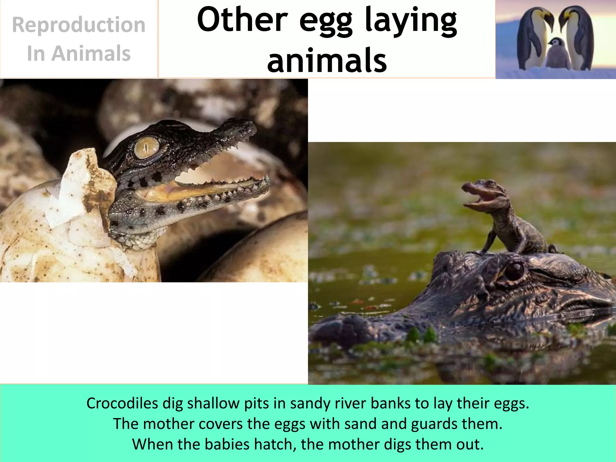 Reproduction In Animals | PPTX