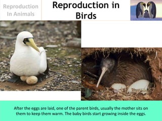 Reproduction In Animals | PPTX