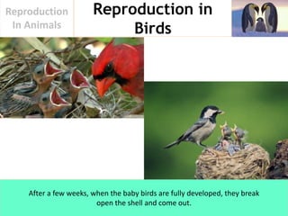 Reproduction In Animals | PPTX