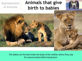 Reproduction In Animals | PPTX
