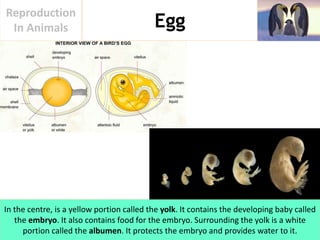 Reproduction In Animals | PPTX
