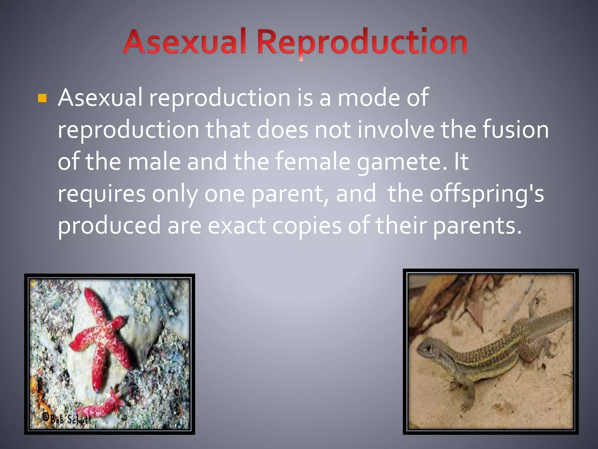 Reproduction in animals | PPTX