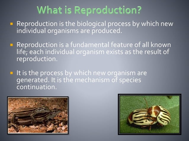 Reproduction in animals