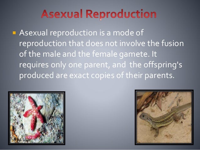 Reproduction in animals