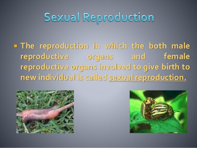 Reproduction in animals