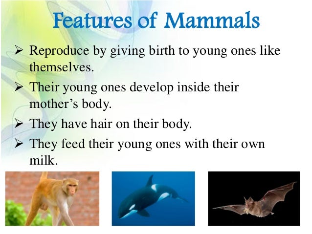 Reproduction in animals | PDF