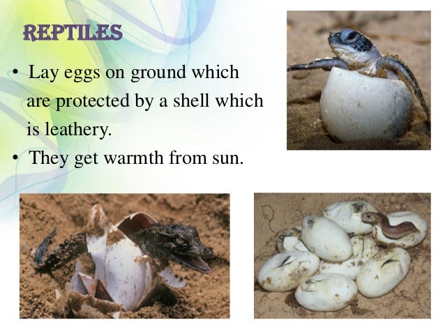 Reproduction in animals | PDF