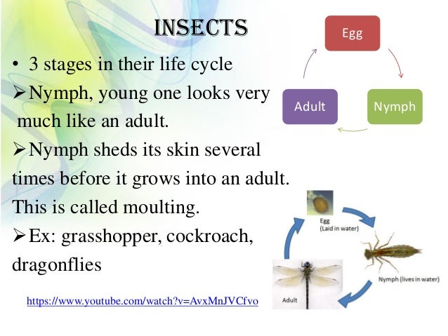 Reproduction in animals | PDF