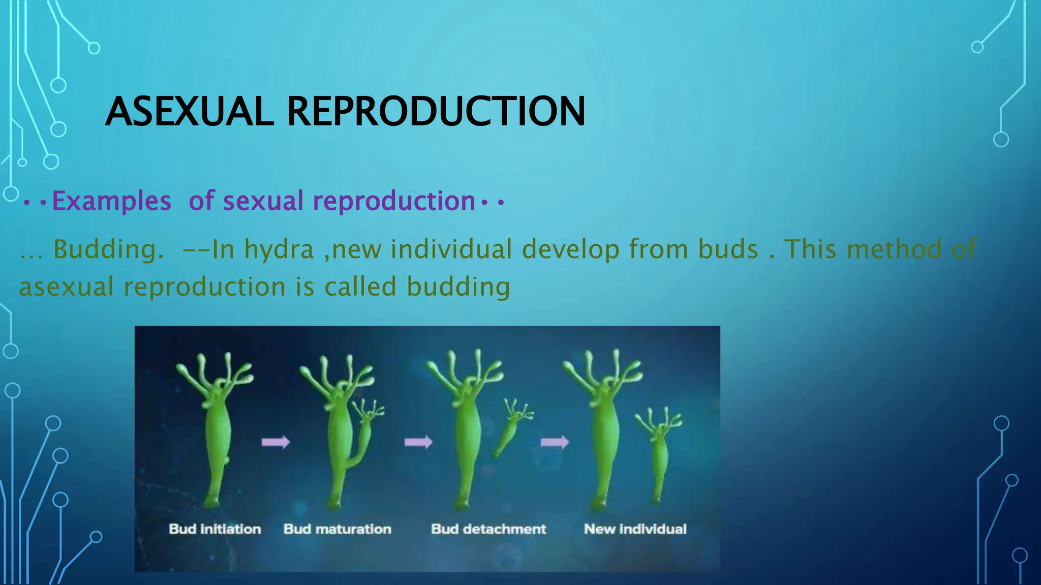 reproduction in animals.pptx