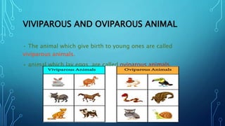 reproduction in animals.pptx
