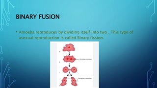 reproduction in animals.pptx