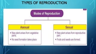 reproduction in animals.pptx