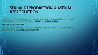 reproduction in animals.pptx