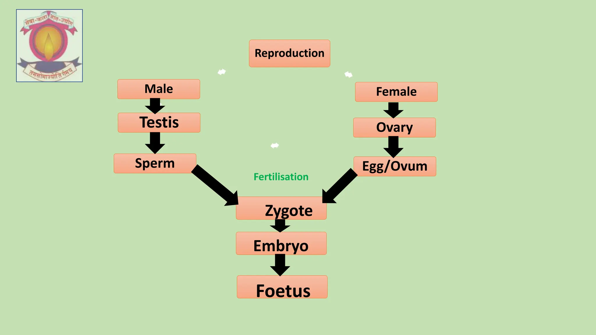 REPRODUCTION IN ANIMALS.pptx............. | PPTX