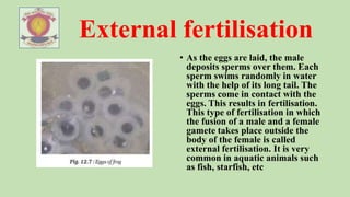 REPRODUCTION IN ANIMALS.pptx............. | PPTX